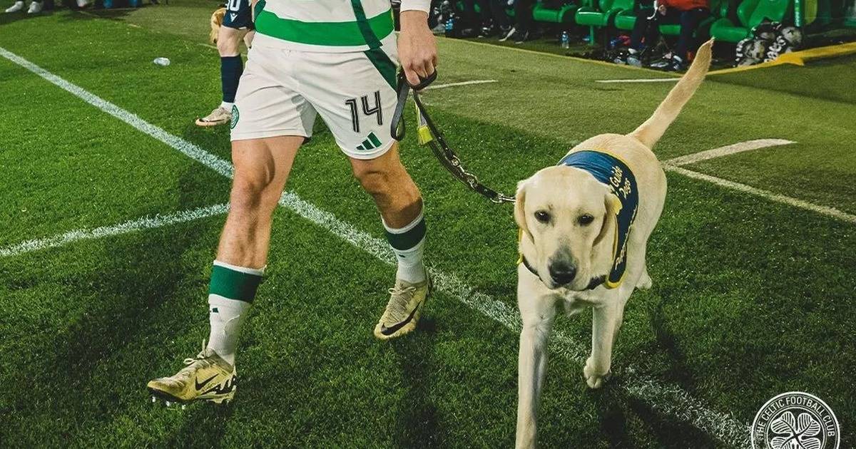Scots guide dog who led players at Celtic Park while training is moving ...